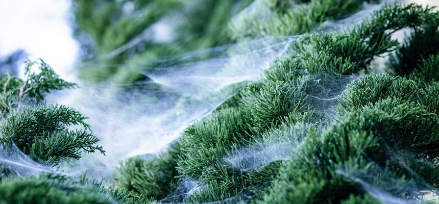 Book Review: The Spider Who Saved Christmas, By Raymond Arroyo